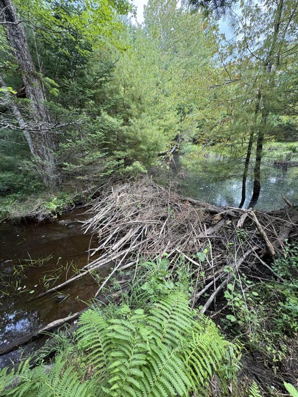 Celebrate the opening of new trails in Rockland Bog with Georges River ...