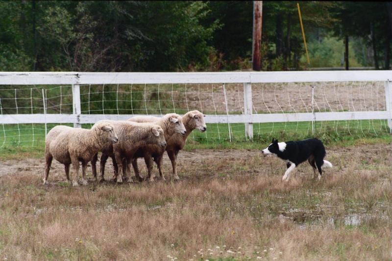 Soil Health Field Day at Meadowcroft Farm in Washington | PenBay Pilot