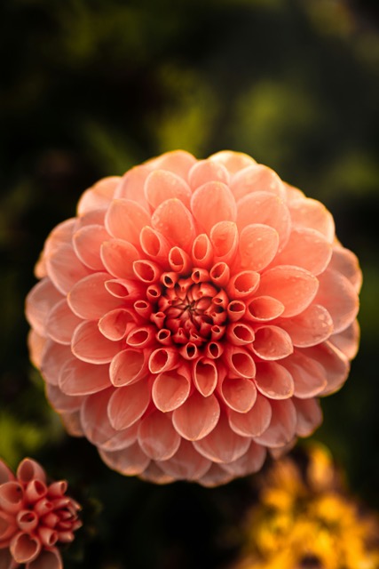 Camden Garden Club Presents Revitalization in Bloom Garden Tour July 16 ...